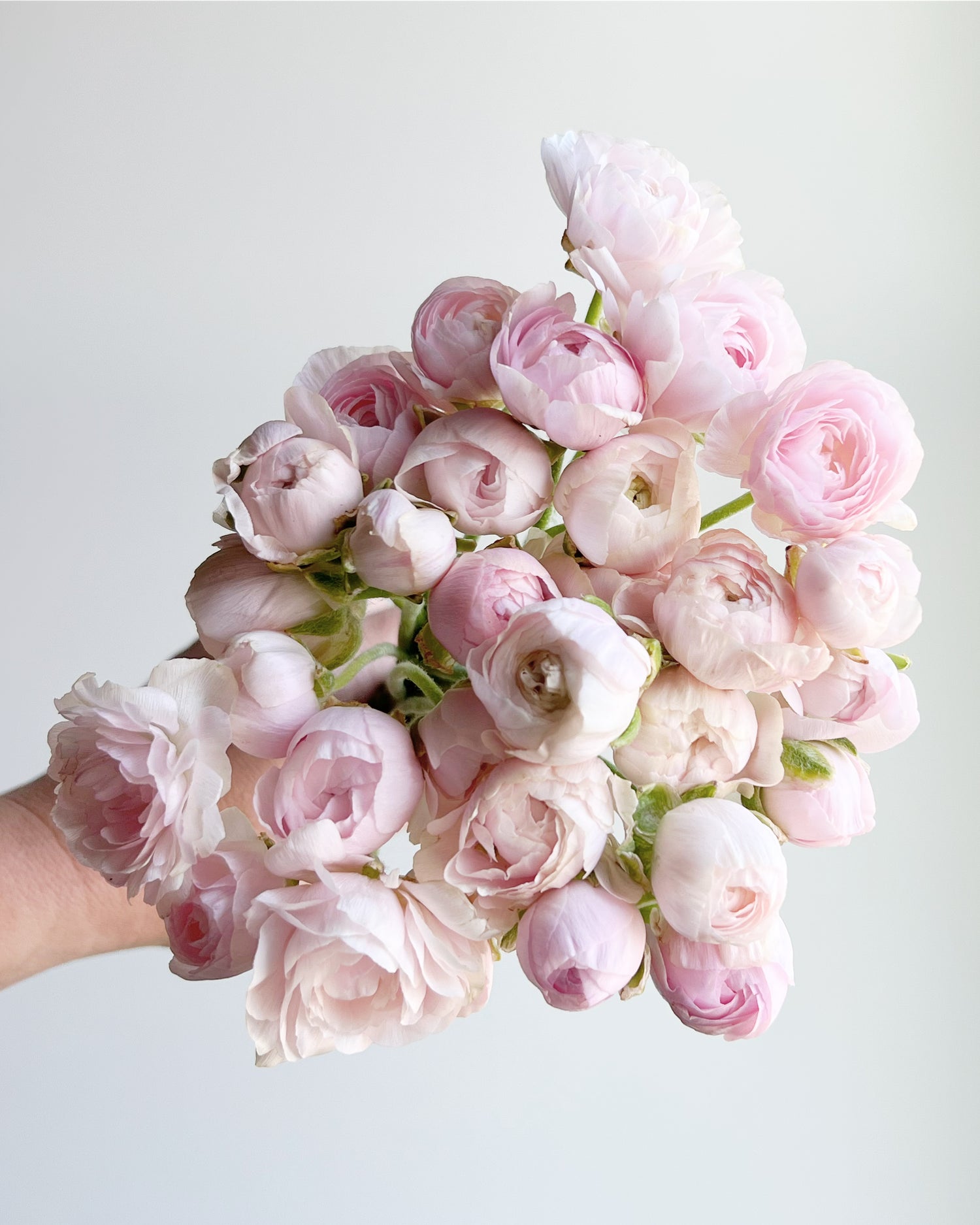 Ranunculus Amandine Chamallow | Bloom Floral