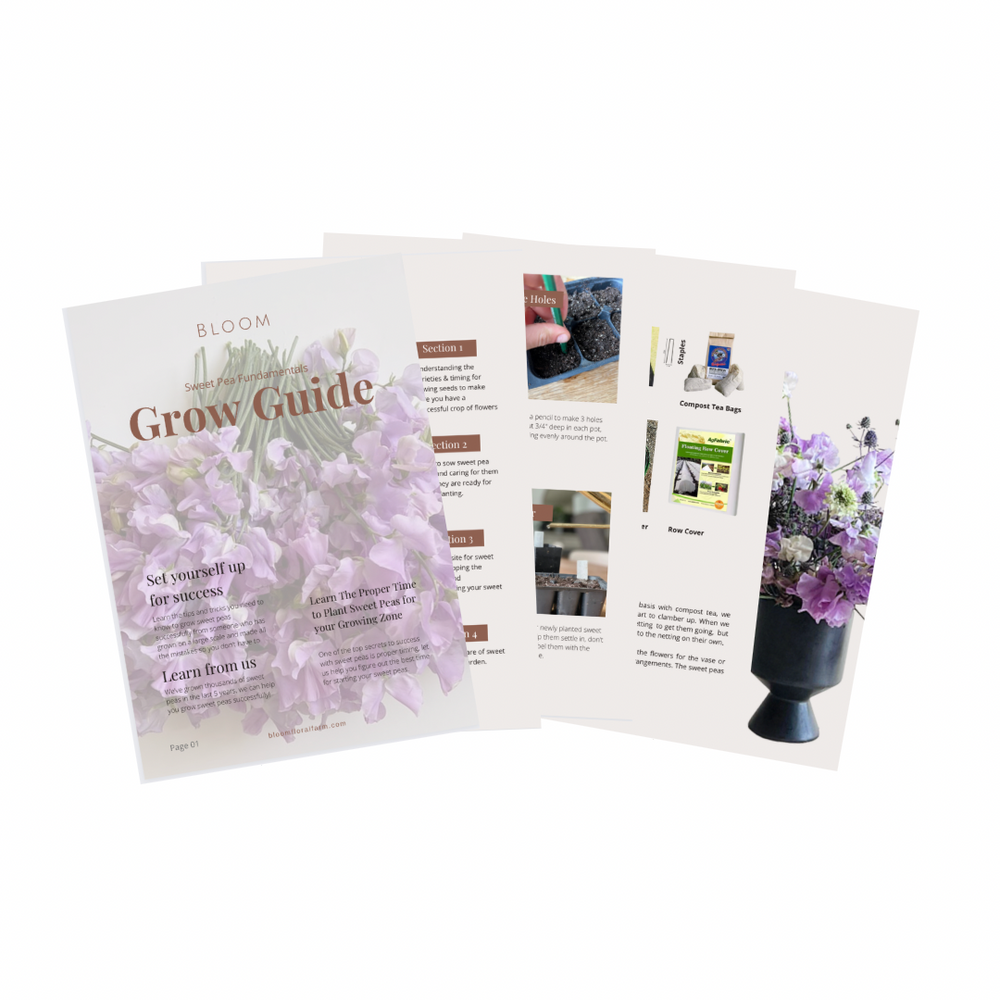 Fundamentals Of Growing Sweet Peas Course | Bloom Floral