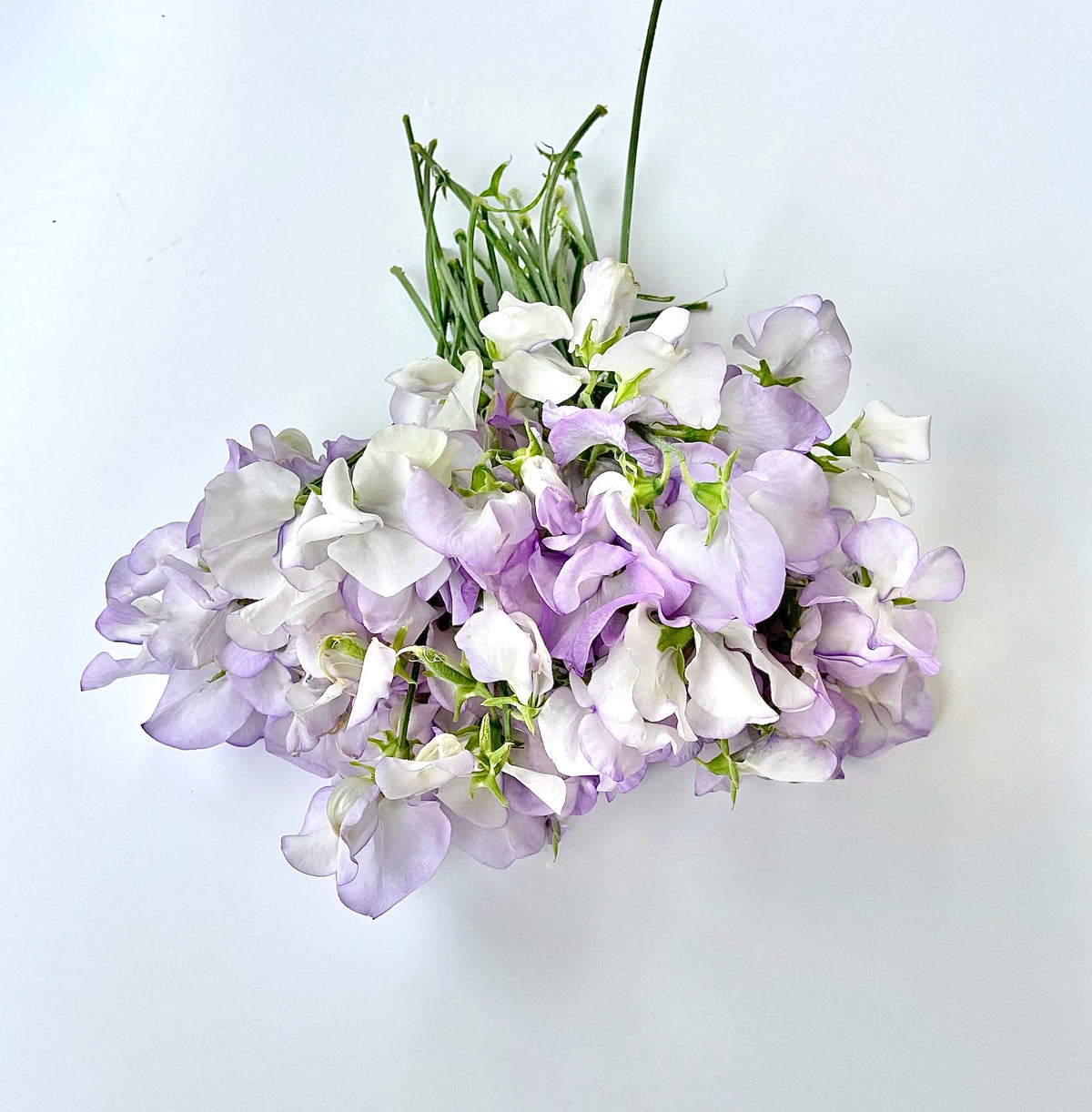 Albutt Blue Sweet Pea Seed | Bloom Floral