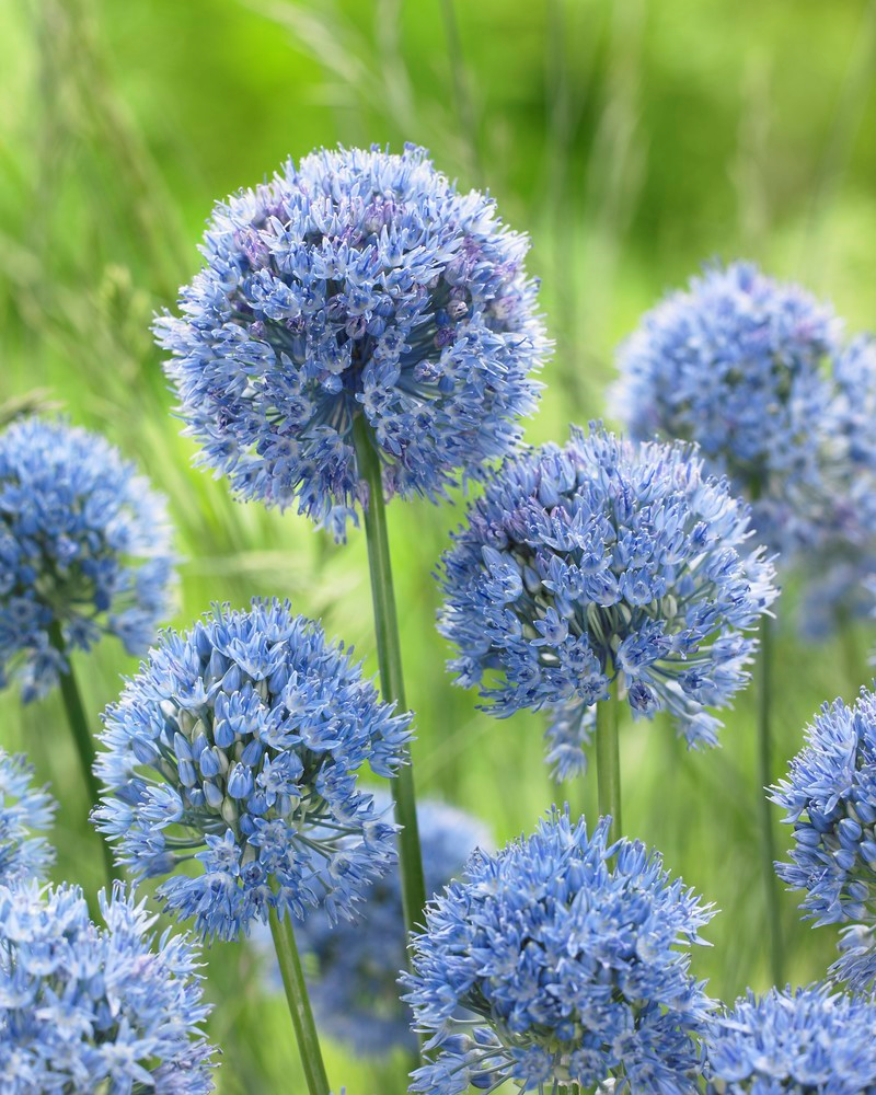 Allium Miniature 'Azureum' Caeruleum | Bloom Floral