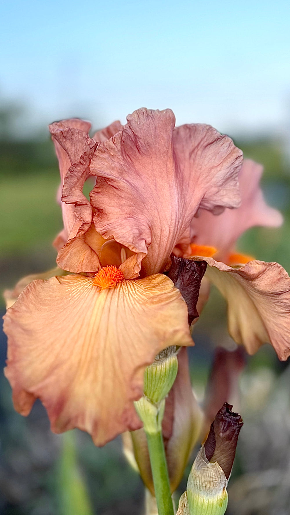 Iris 'Copper Classic' | Bloom Floral