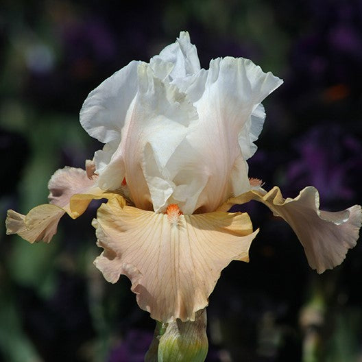 Heaven and Earth Iris | Bloom Floral