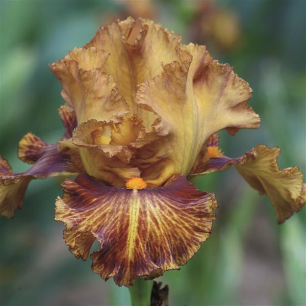 Side Line Iris | Bloom Floral