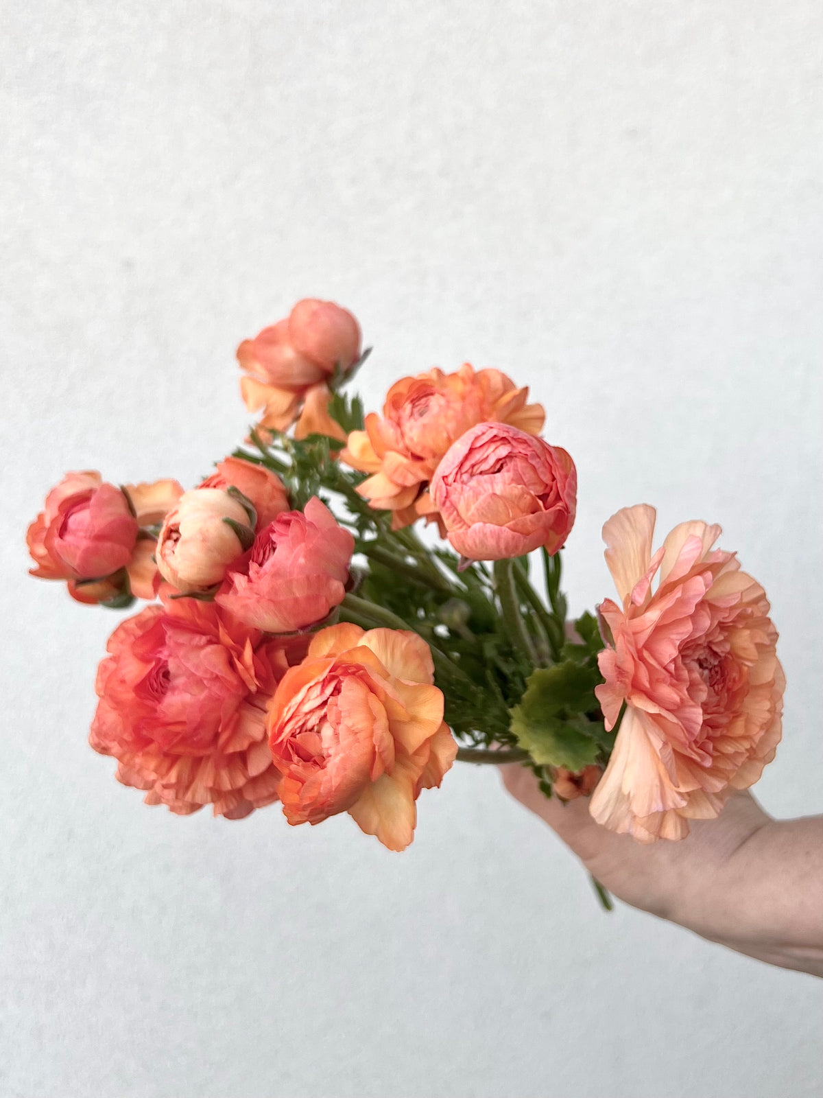 Ranunculus Amandine Salmon | Bloom Floral