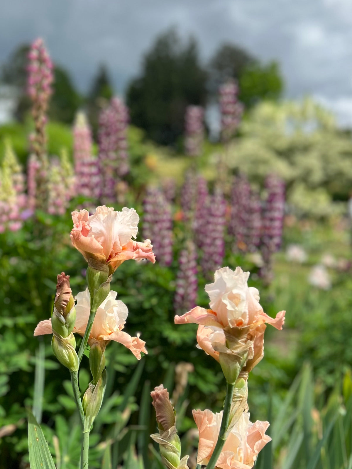 Bearded Iris | Bloom Floral