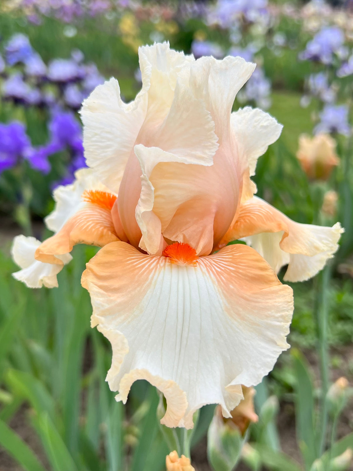 Padded Shoulders Iris | Bloom Floral