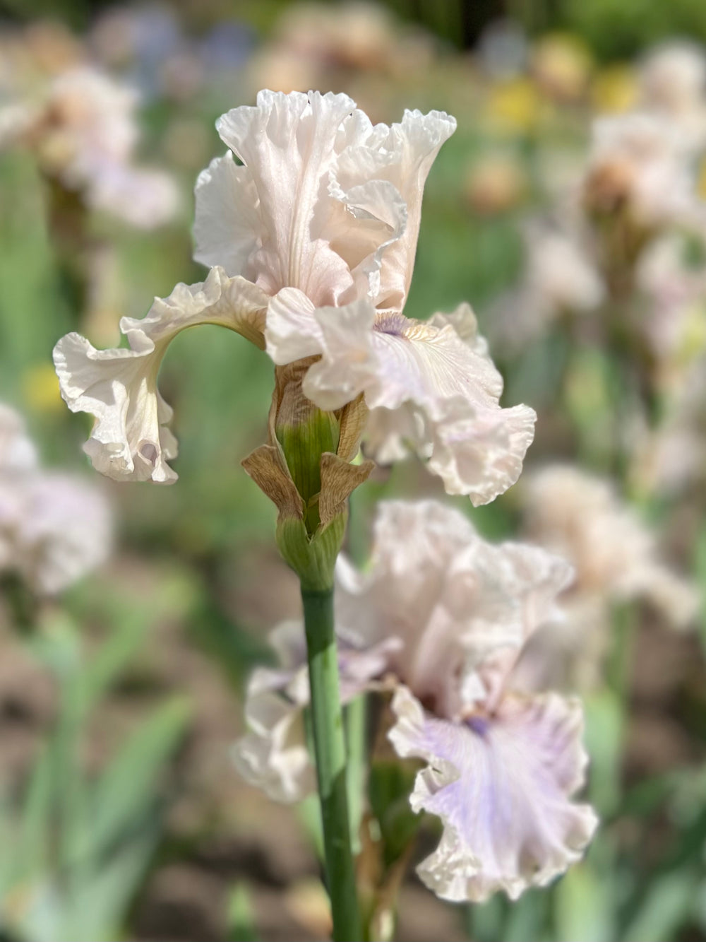Bearded Iris | Bloom Floral