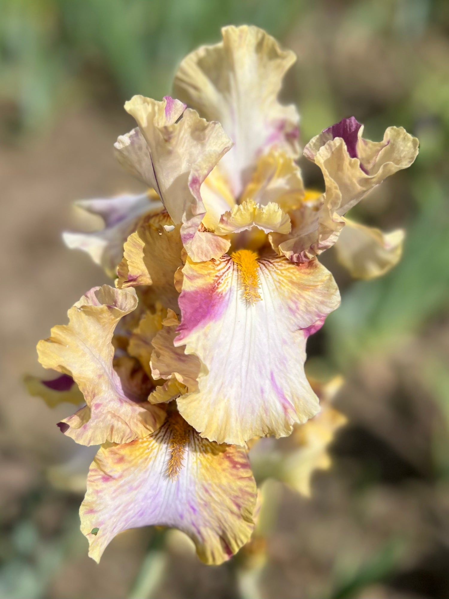 Toucan Tango Iris | Bloom Floral