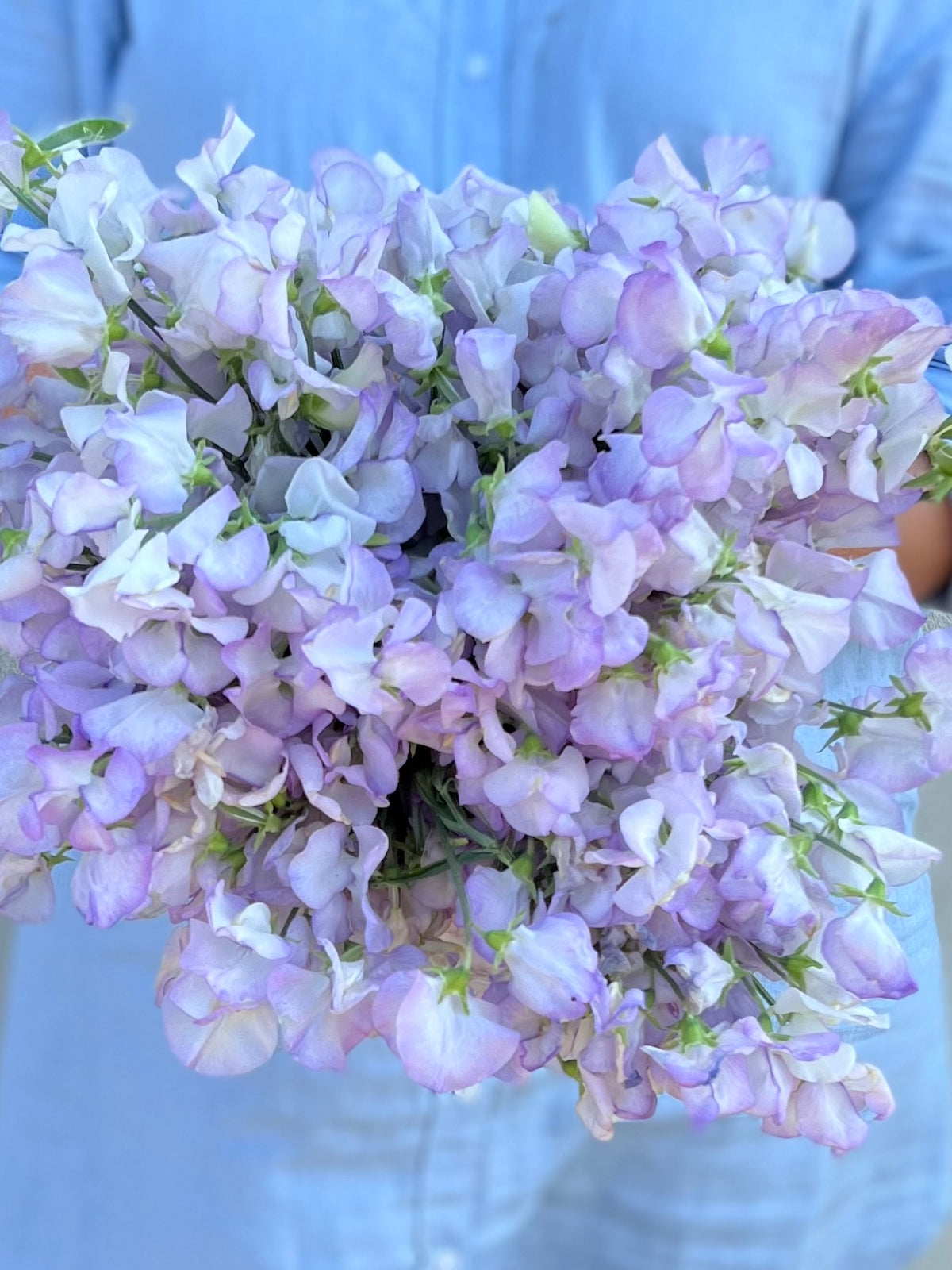 Albutt Blue Sweet Pea Seed | Bloom Floral