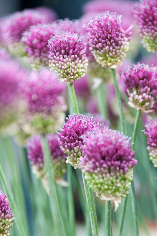 Allium Miniature 'Sphaerocephalon' Drumsticks | Bloom Floral