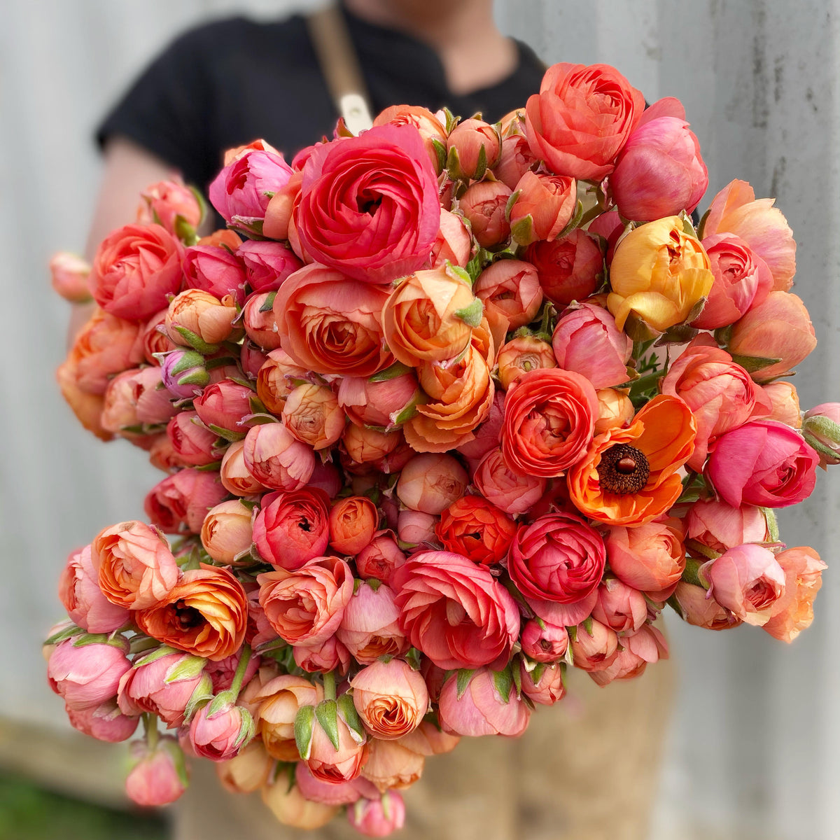 Ranunculus La Belle Champagne | Bloom Floral