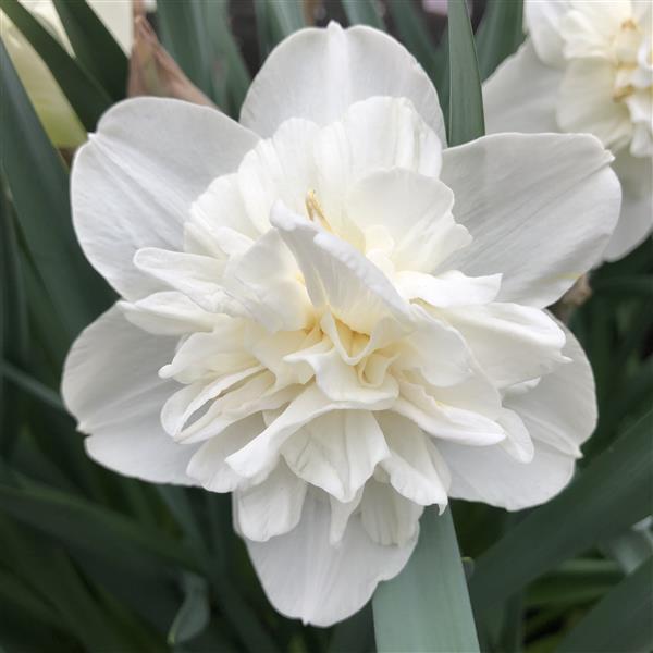 Narcissus Double 'Obdam' Daffodil | Bloom Floral