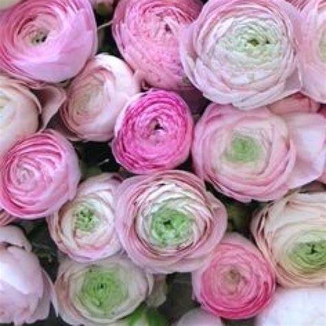 Ranunculus Amandine Pastel Pink | Bloom Floral