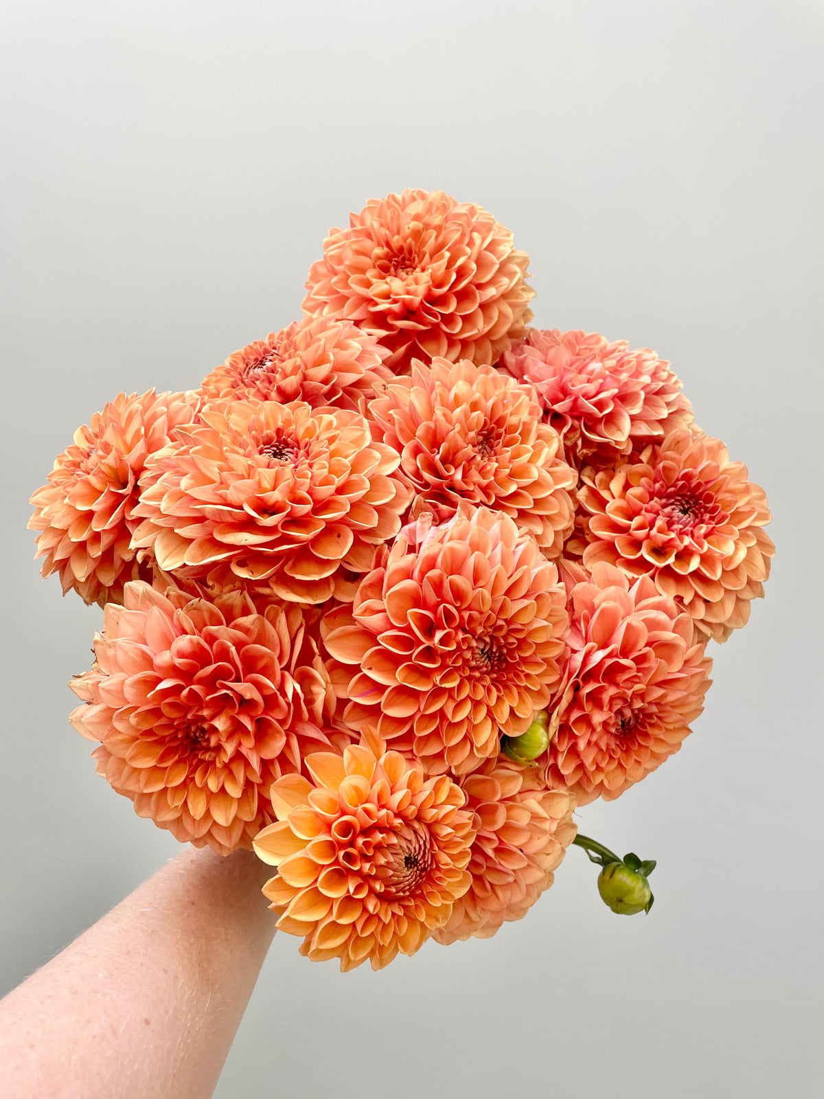 Sylvia (Maarn) Dahlia Tuber | Bloom Floral